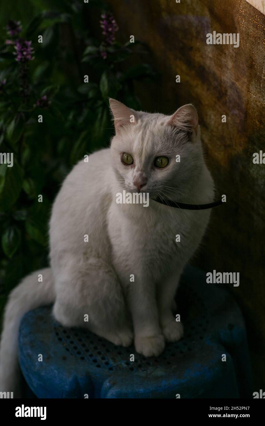 Big white cat of the Siberian breed. An adult beautiful white cat. Snow-white breed of cats ...