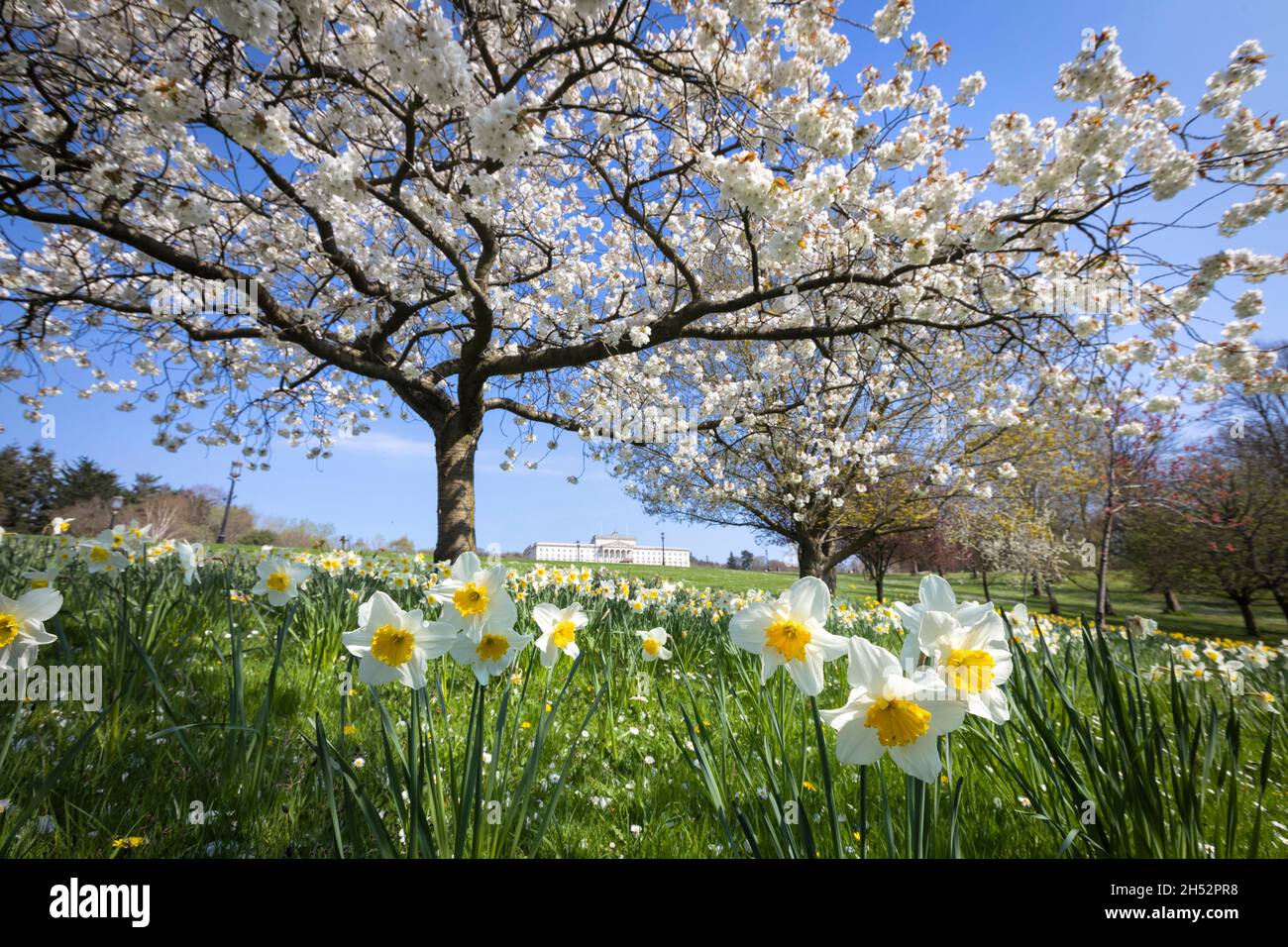 Stormont Grounds in Spring, Belfast Stock Photo - Alamy
