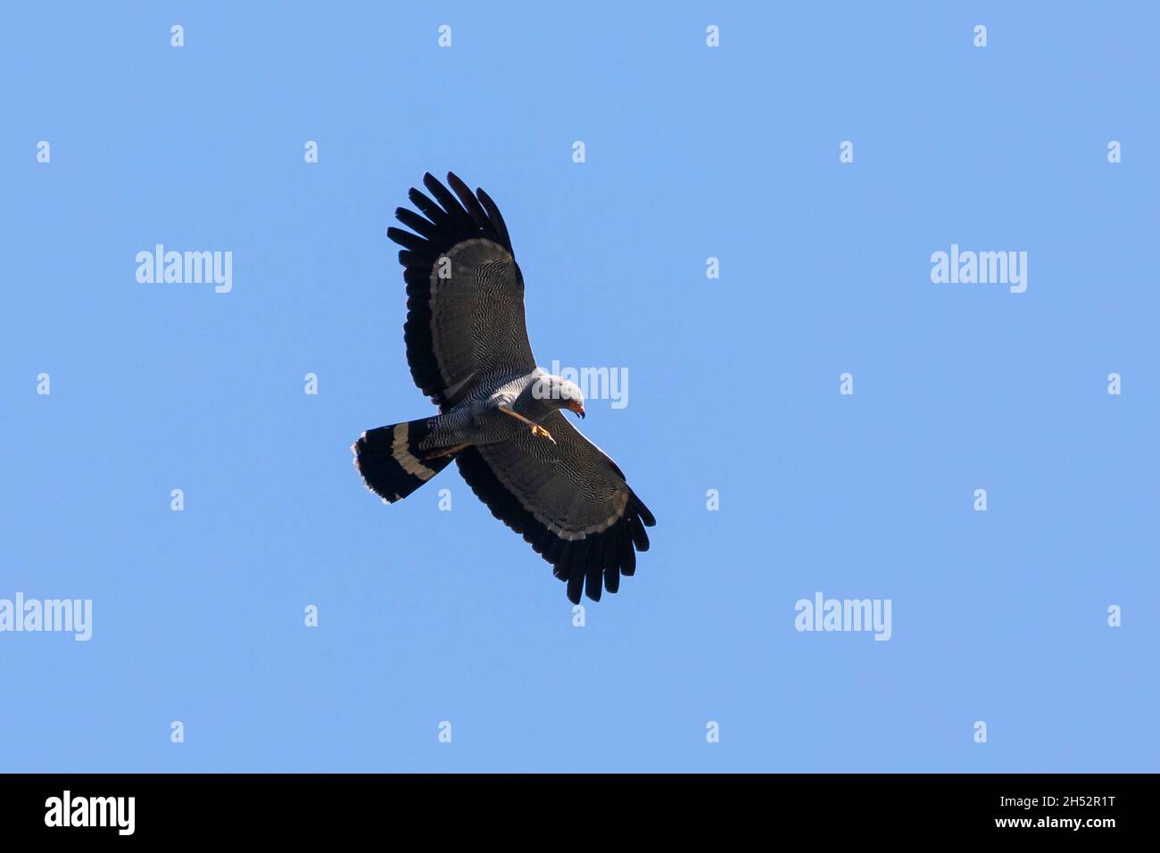 African Harrier-hawk (Polyboroides typus) aka Gymnogene with talons ...