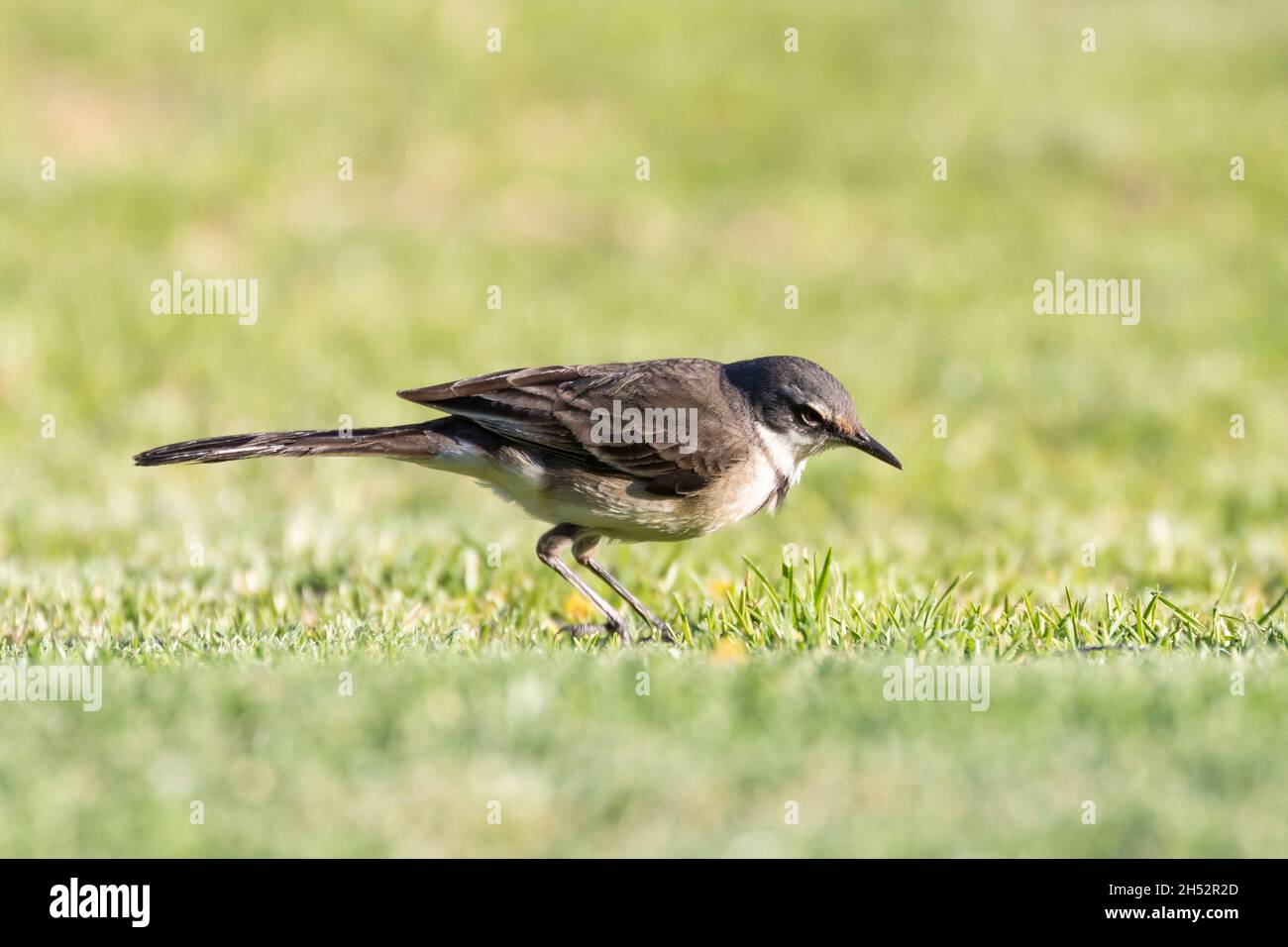 Cape Wagtail or Wells's Wagtail (Motacilla capensis) Western Cape ...