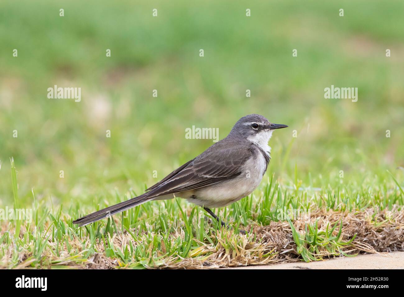 Cape Wagtail