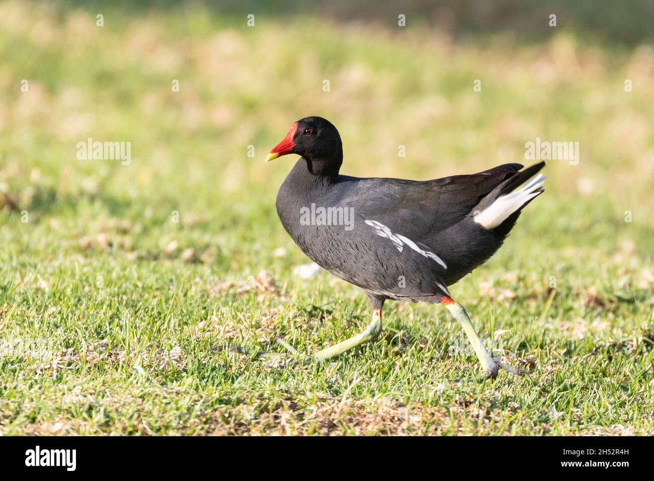 Swamp chicken hi-res stock photography and images - Alamy