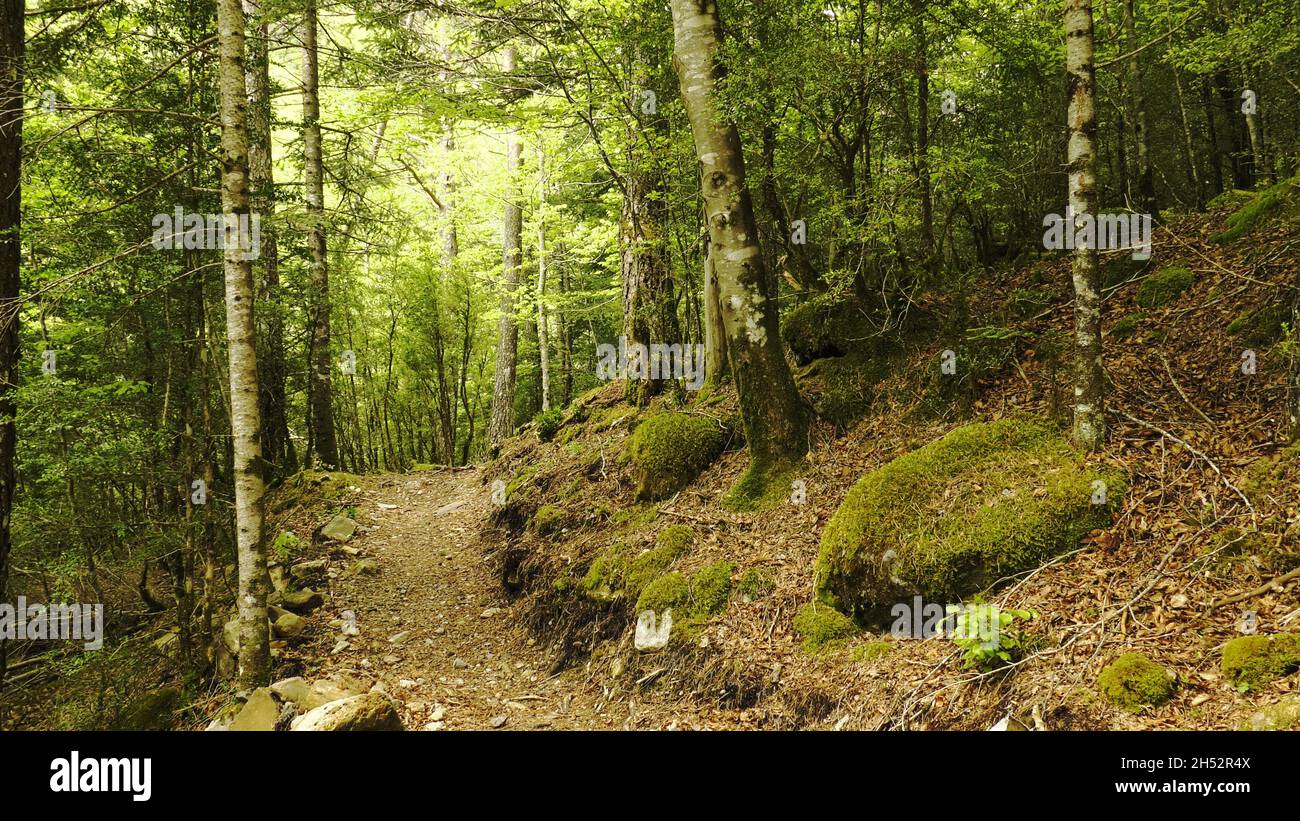 Trail through ancient woodland forest in Pyrenees mountains, Spain ...