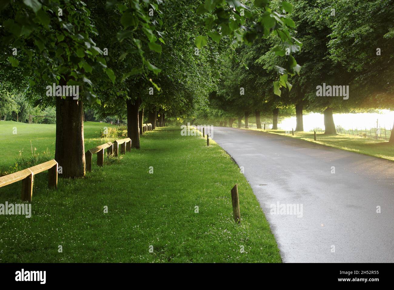 Green Tree lined lane at sunset, Lydiard Country Park, England Stock ...