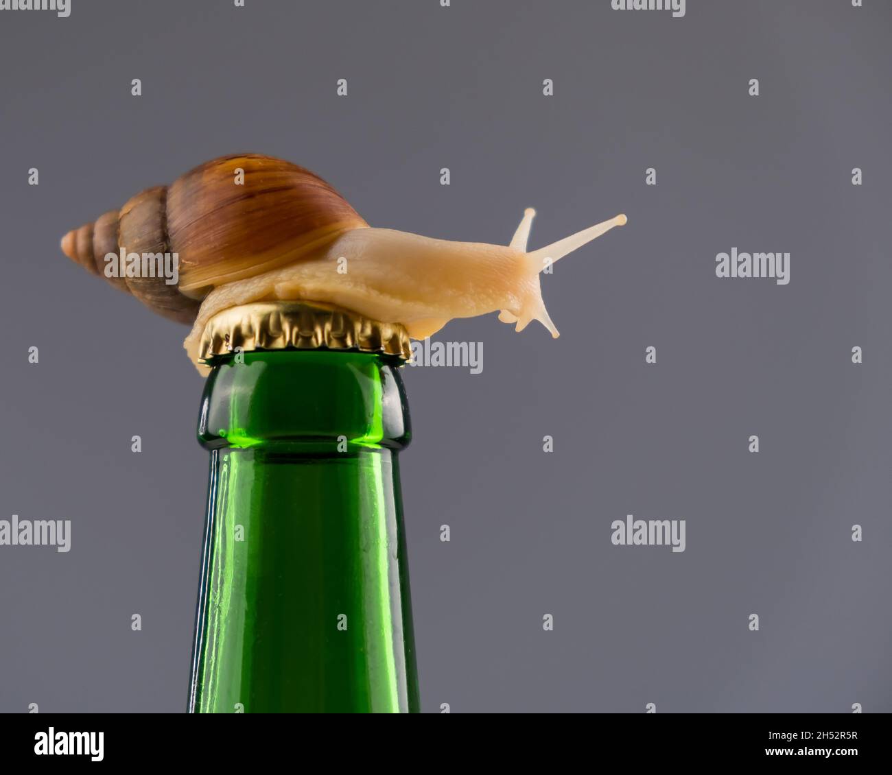 Bubbles in shell of snail hi-res stock photography and images - Alamy
