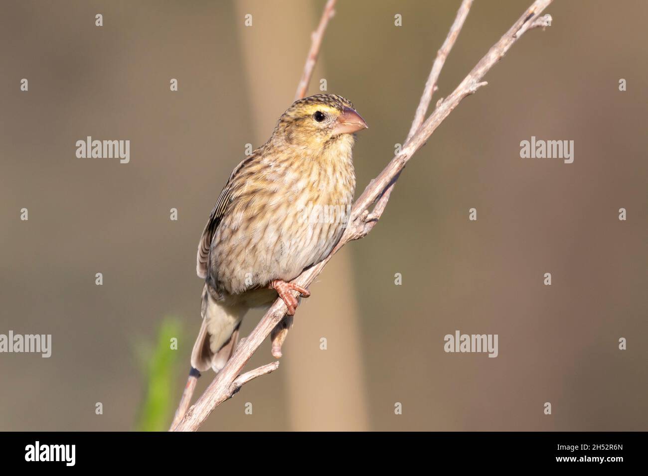 Southern Red Bishop (Euplectes orix) breeding female, Robertson ...