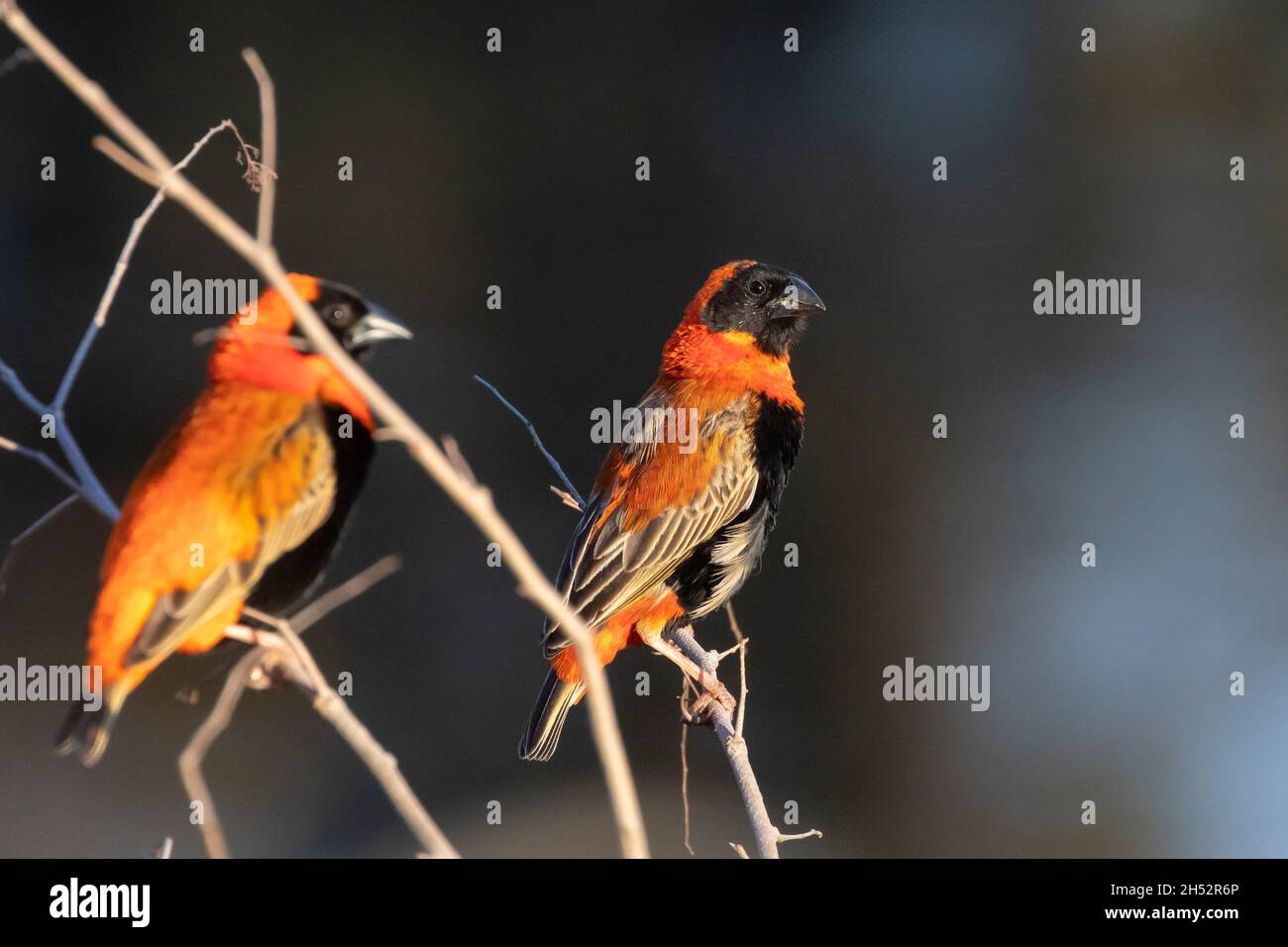 Breeding male Southern Red Bishop (Euplectes orix) in pre-breeding ...
