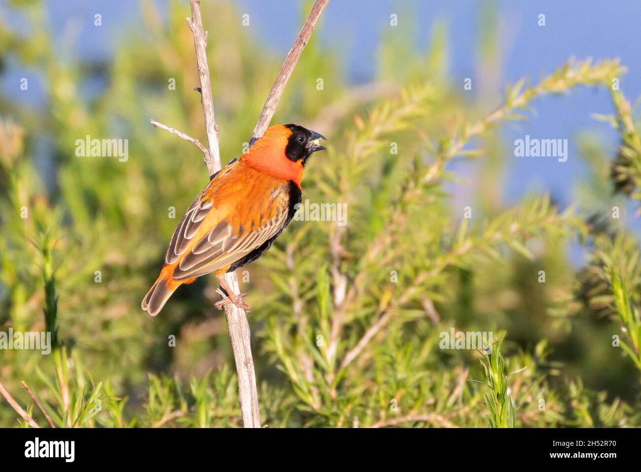 Southern Red Bishop (Euplectes orix ) breeding male with seed in bill ...