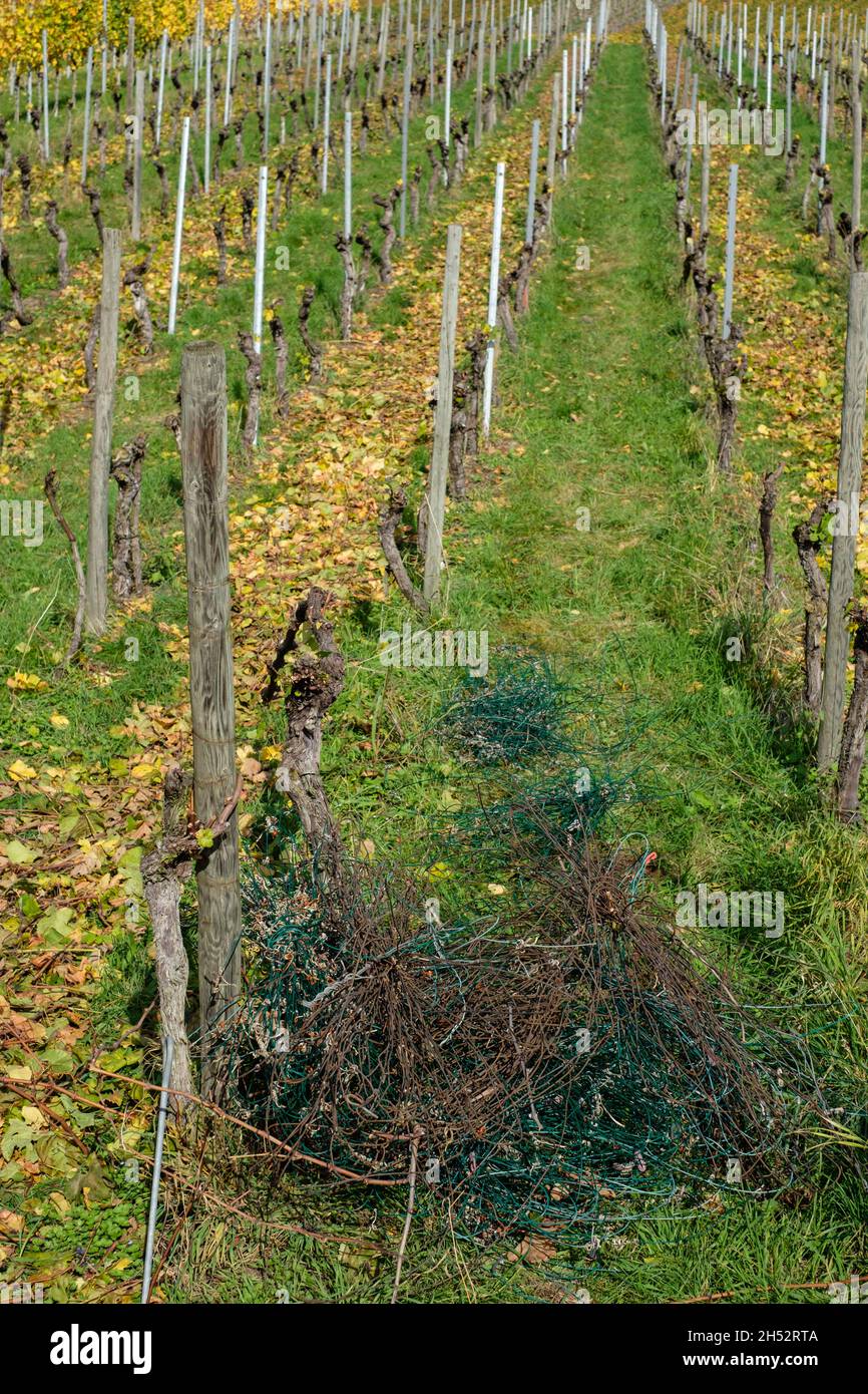 Vires hi-res stock photography and images - Alamy