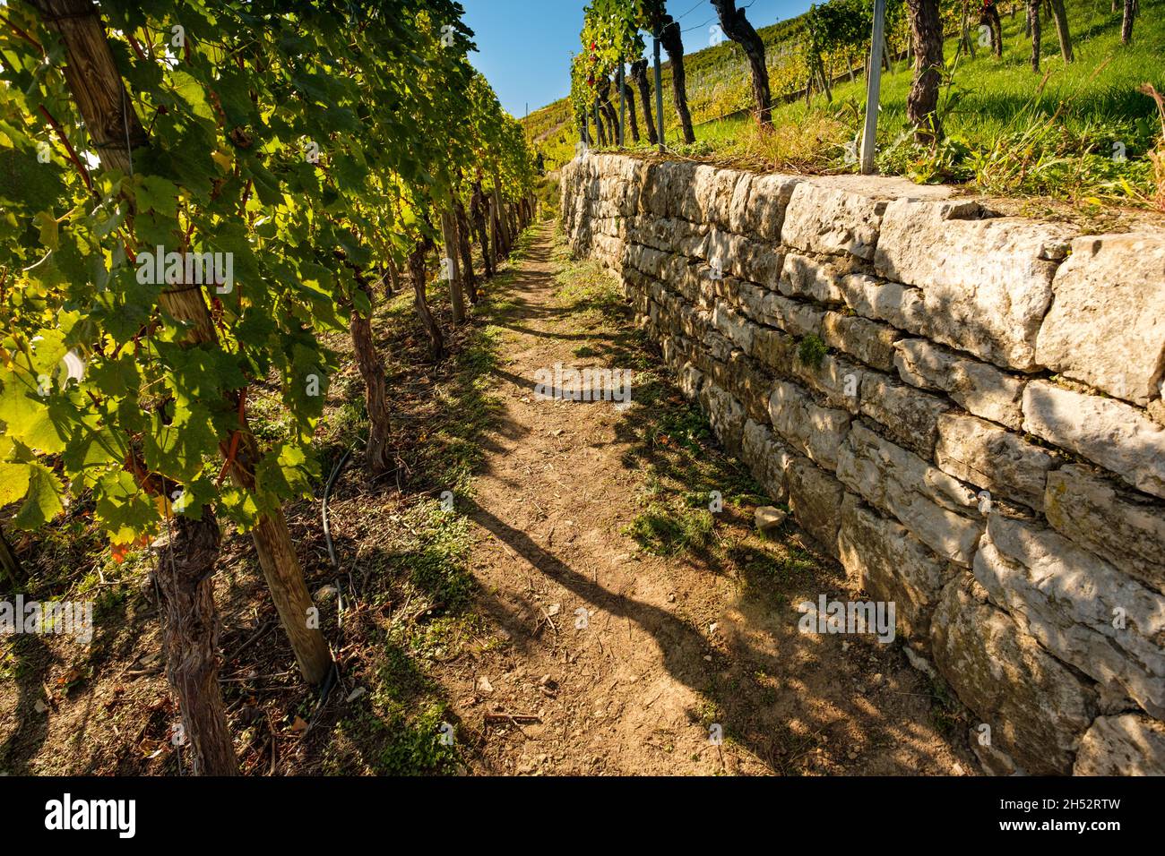 Pathway in the vineyard in the countryside of Germany Stock Photo - Alamy