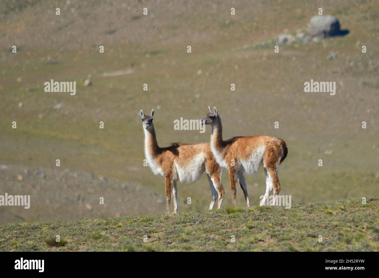 Wild mammalian animals in their natural environment Stock Photo - Alamy