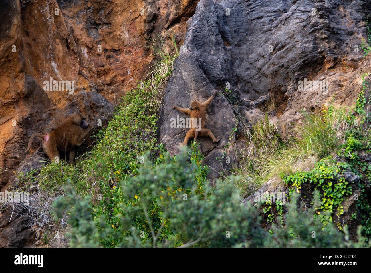 Wild mammalian animals in their natural environment Stock Photo - Alamy