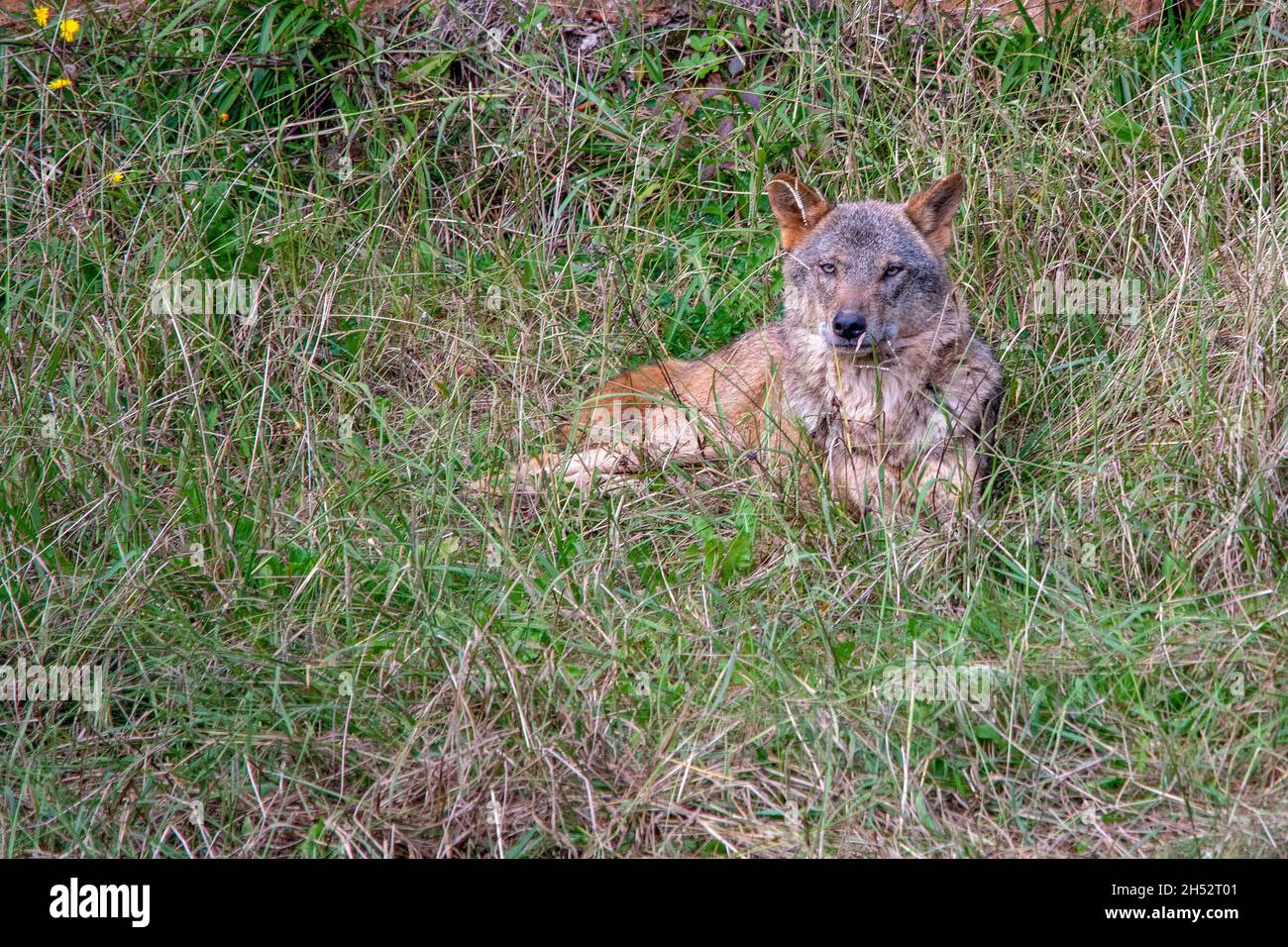 Wild mammalian animals in their natural environment Stock Photo - Alamy