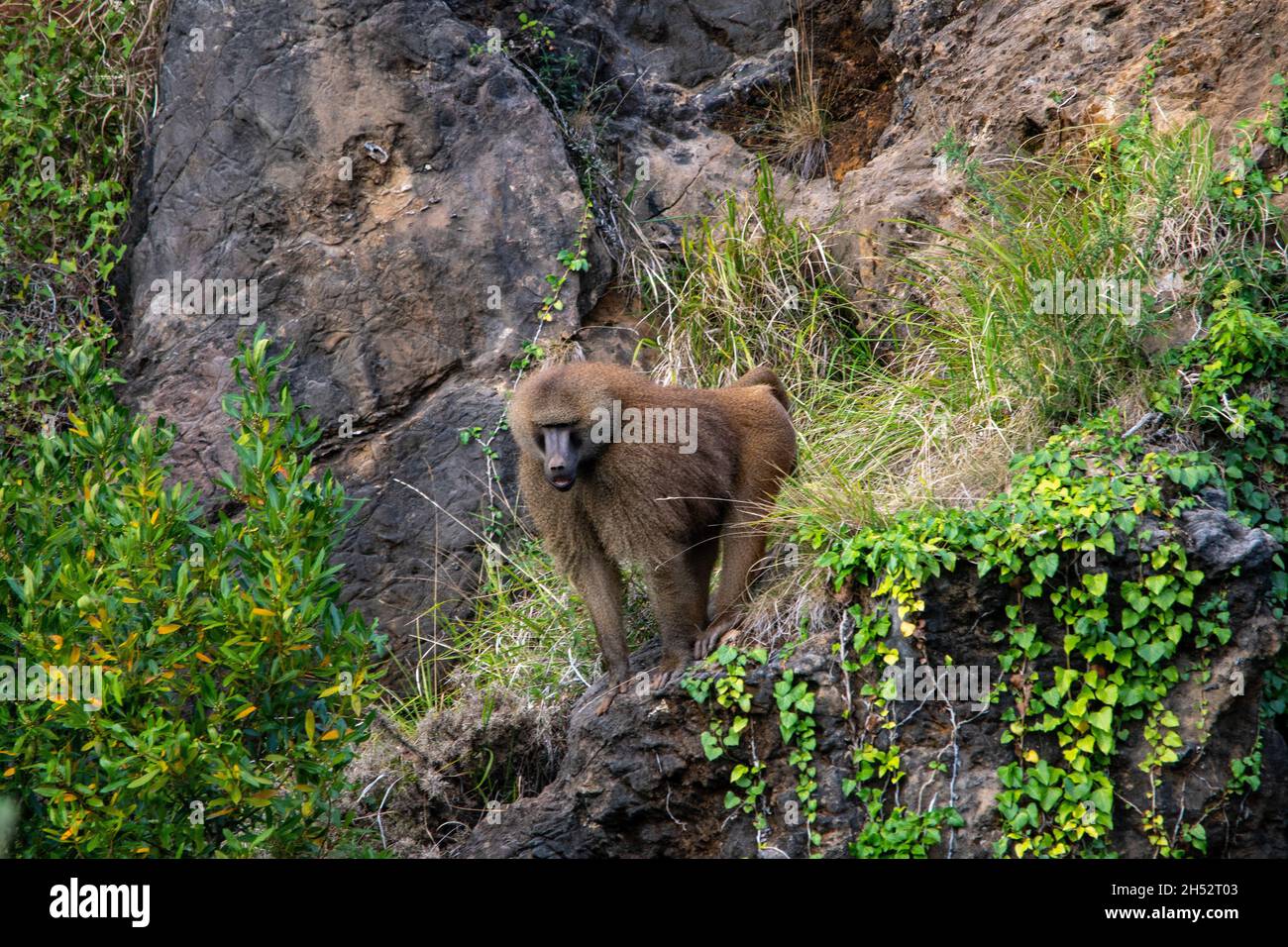 Wild mammalian animals in their natural environment Stock Photo - Alamy