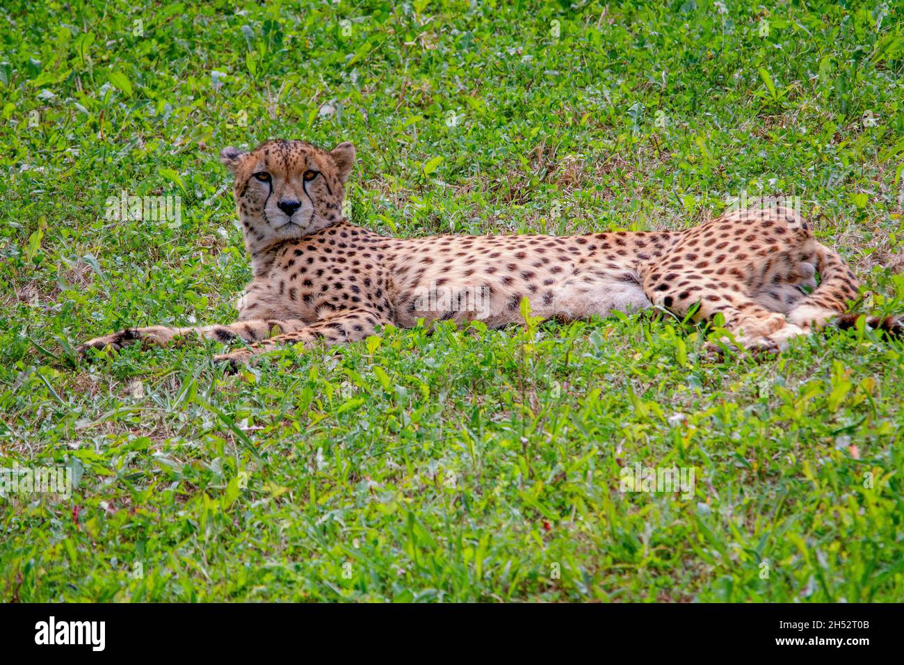 Wild mammalian animals in their natural environment Stock Photo - Alamy