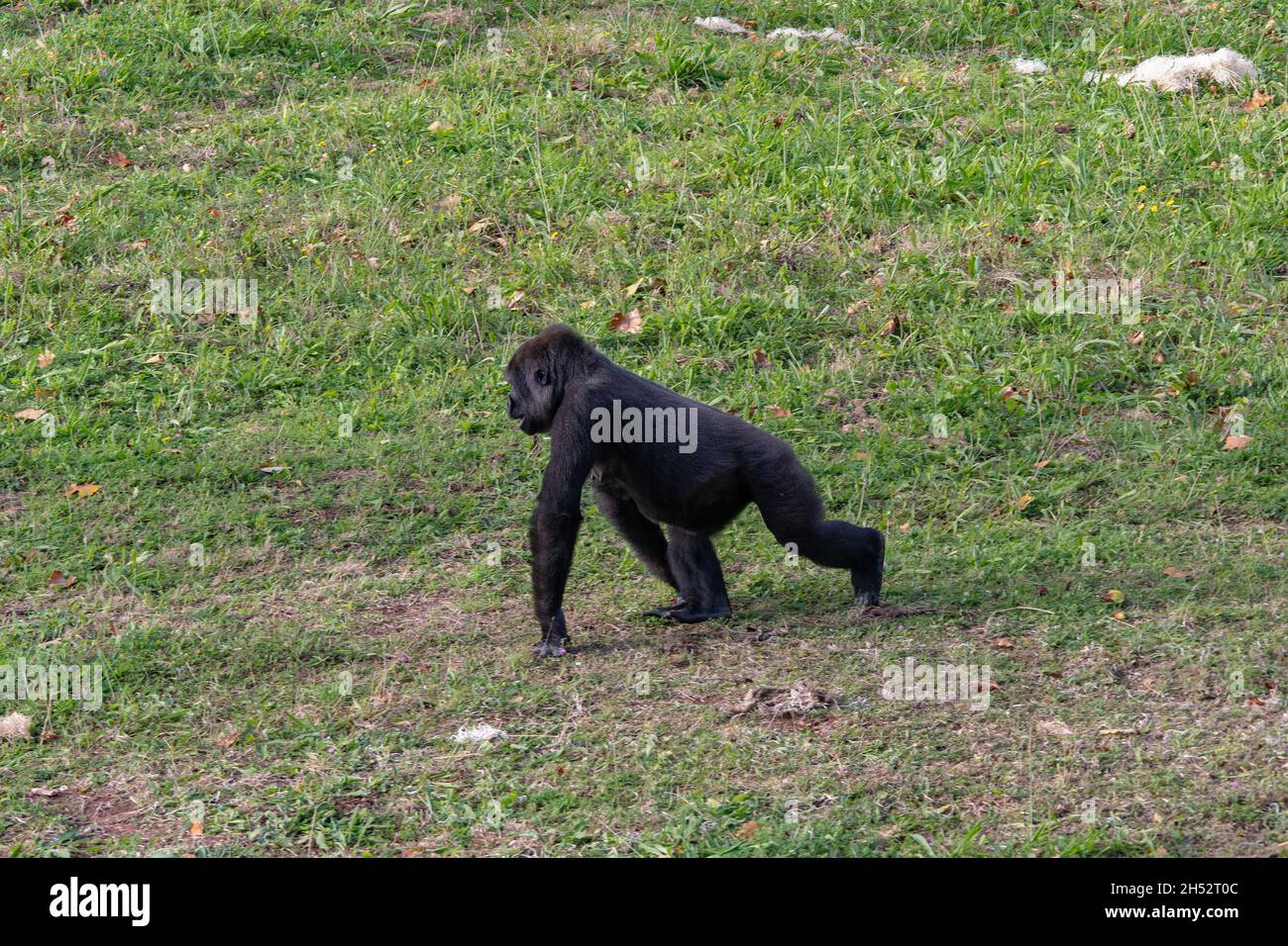 Wild mammalian animals in their natural environment Stock Photo - Alamy