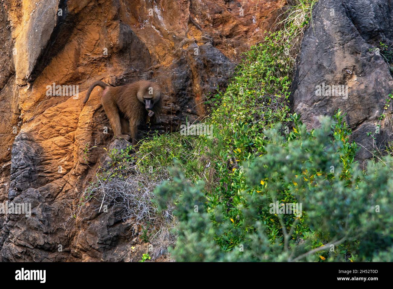 Wild mammalian animals in their natural environment Stock Photo - Alamy