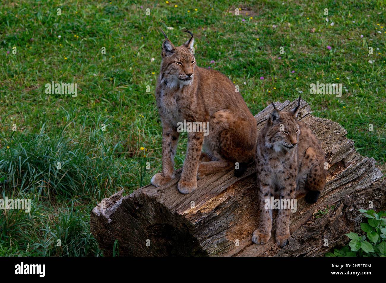 Wild mammalian animals in their natural environment Stock Photo - Alamy