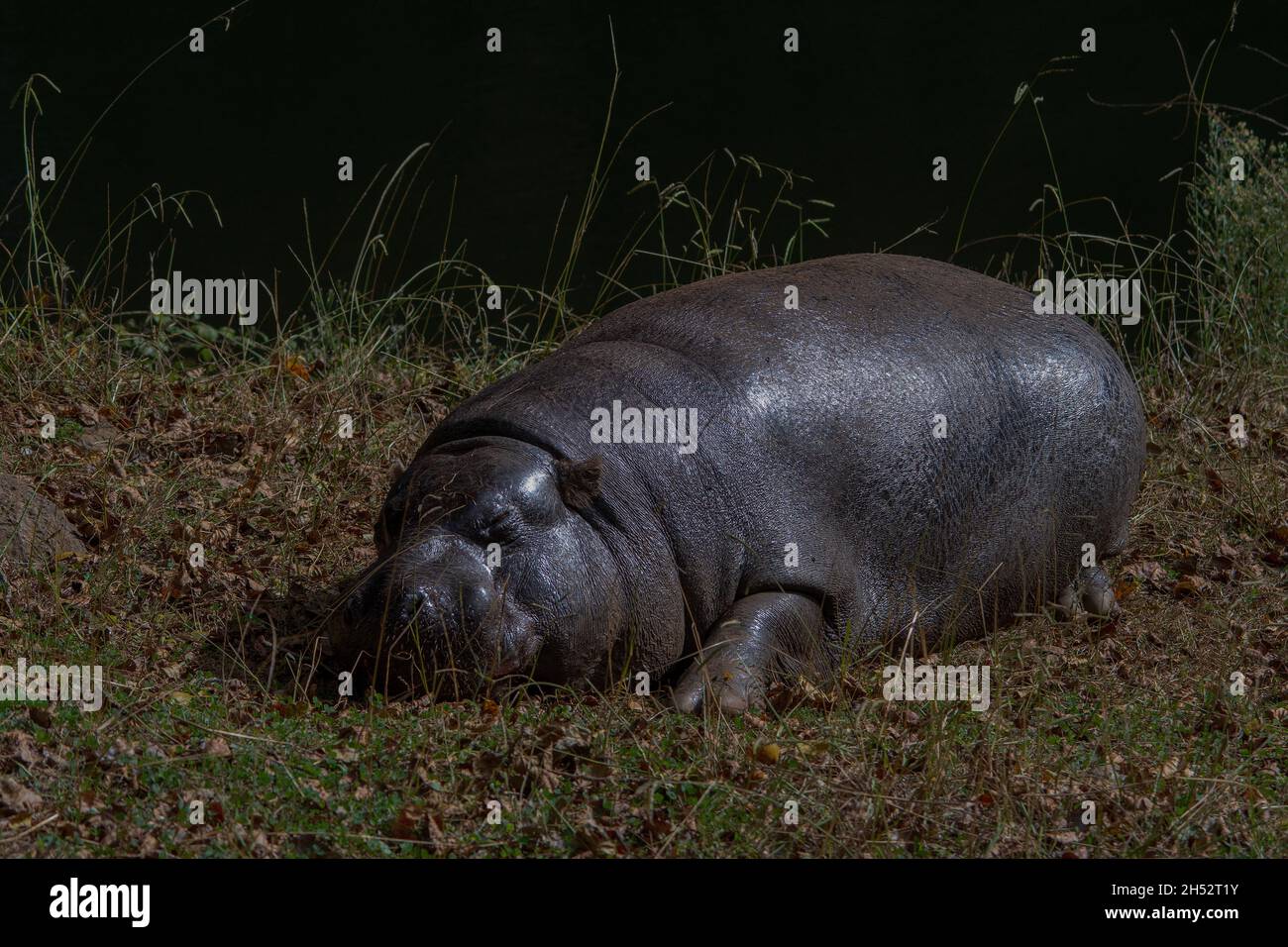 Wild mammalian animals in their natural environment Stock Photo - Alamy