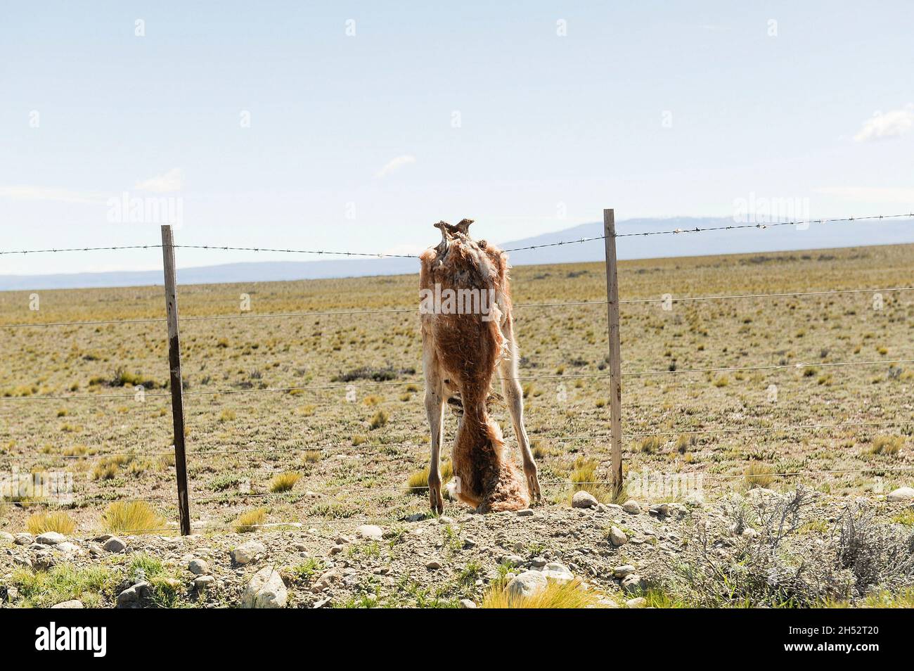 Wild mammalian animals in their natural environment Stock Photo - Alamy