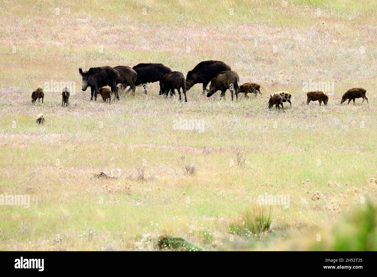 Wild mammalian animals in their natural environment Stock Photo - Alamy