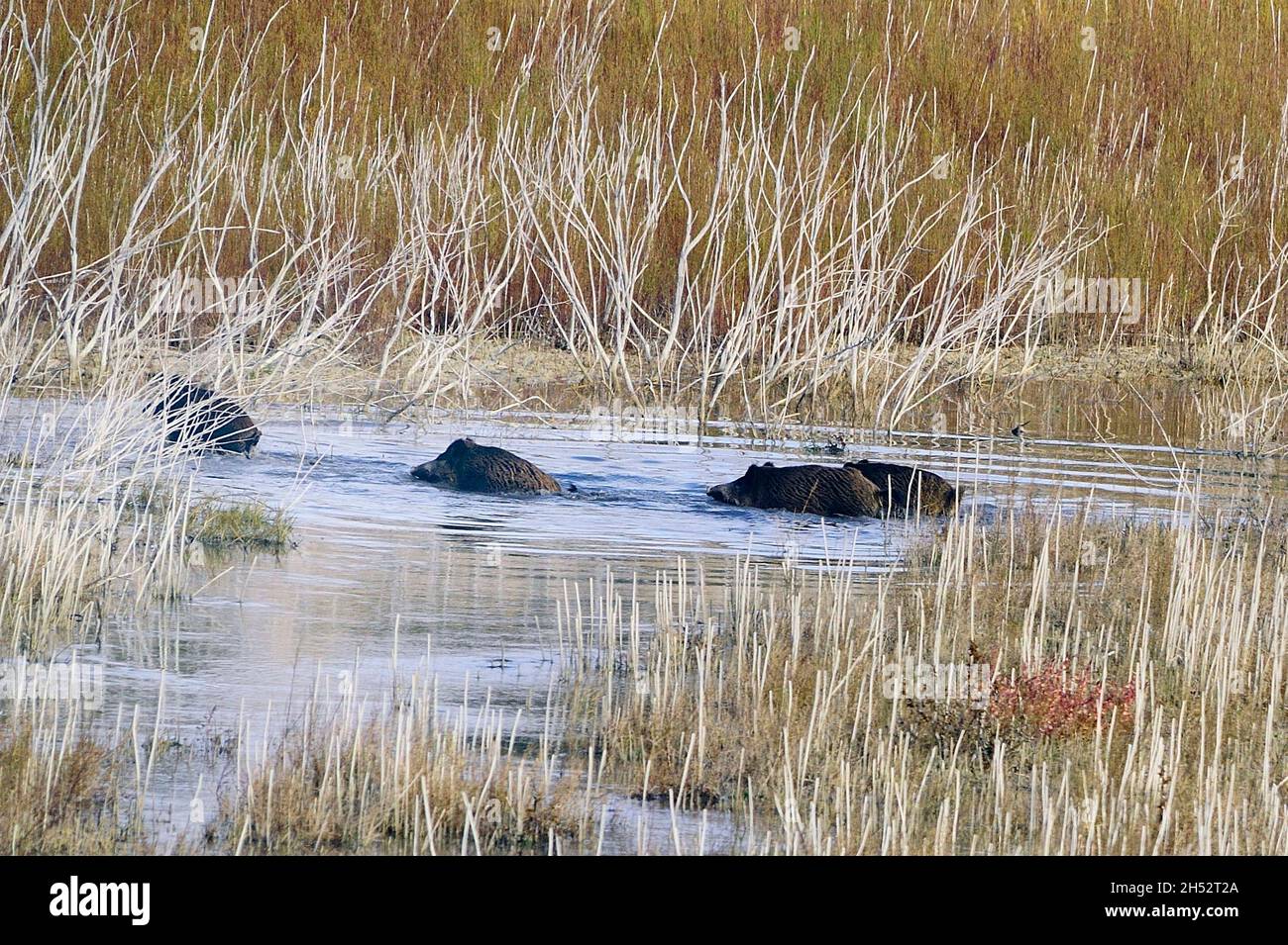 Wild mammalian animals in their natural environment Stock Photo - Alamy