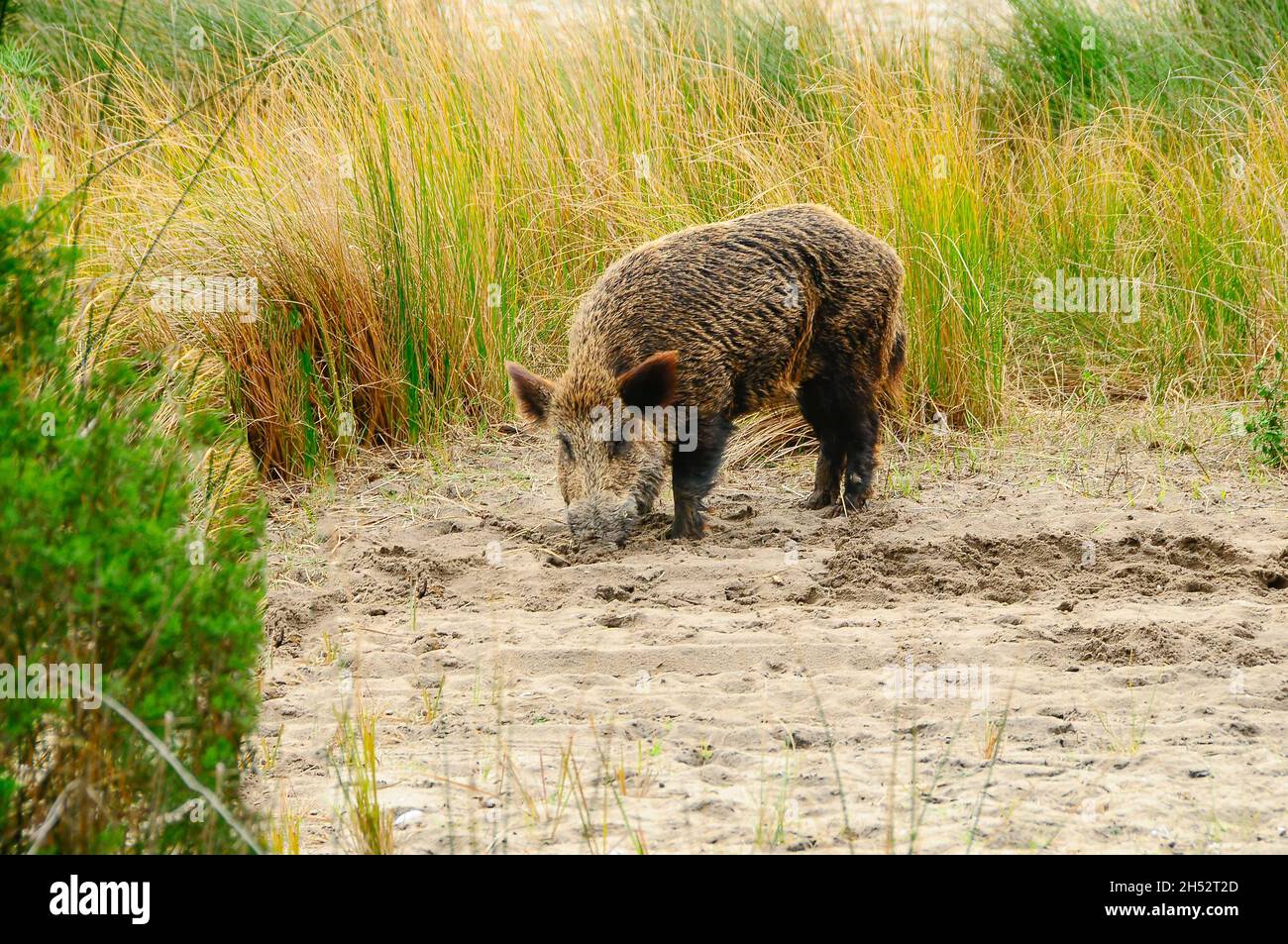 Wild mammalian animals in their natural environment Stock Photo - Alamy