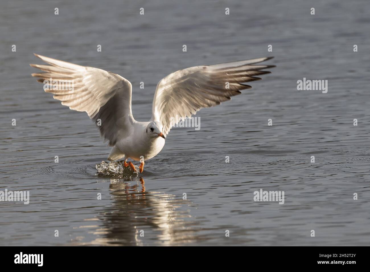 Seagull about to fly Stock Photo - Alamy