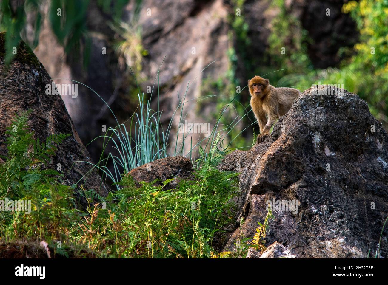 Wild mammalian animals in their natural environment Stock Photo - Alamy