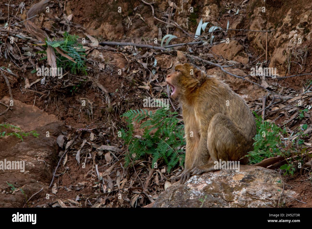 Wild mammalian animals in their natural environment Stock Photo - Alamy