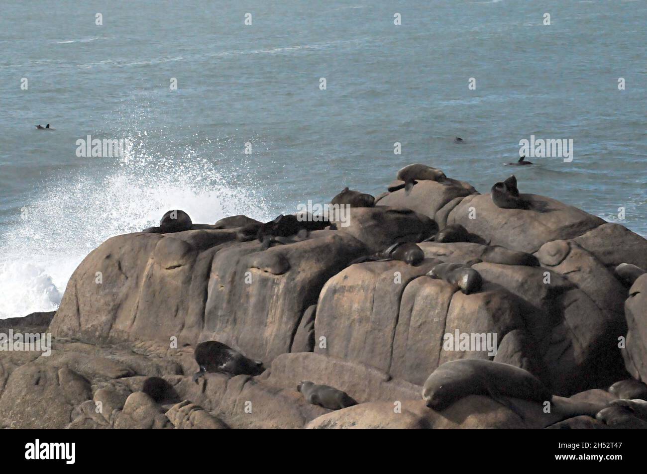 Wild mammalian animals in their natural environment Stock Photo - Alamy