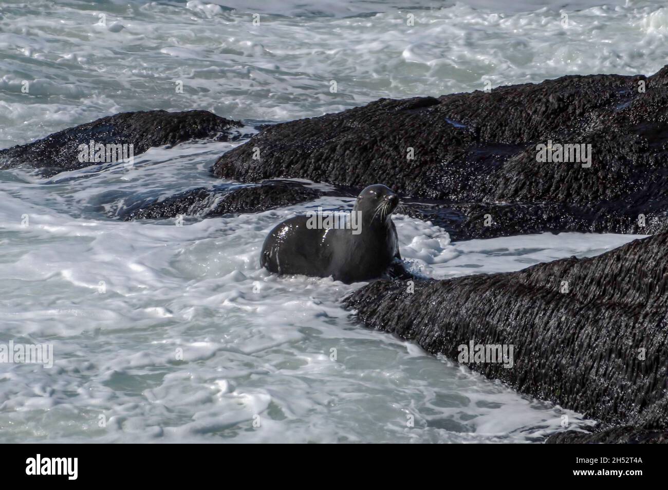Wild mammalian animals in their natural environment Stock Photo - Alamy