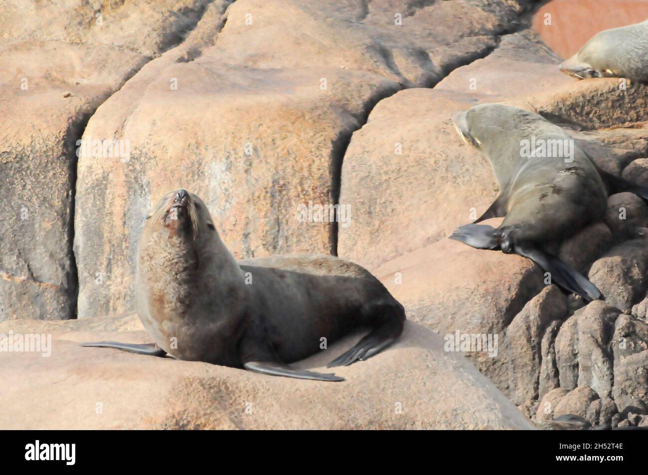 Wild mammalian animals in their natural environment Stock Photo - Alamy