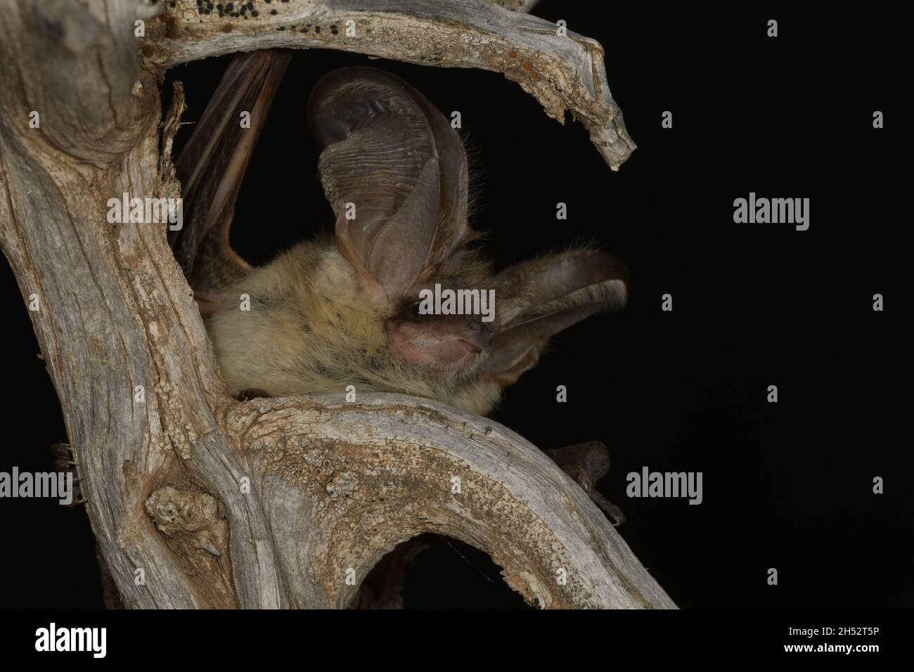 Wild mammalian animals in their natural environment Stock Photo - Alamy