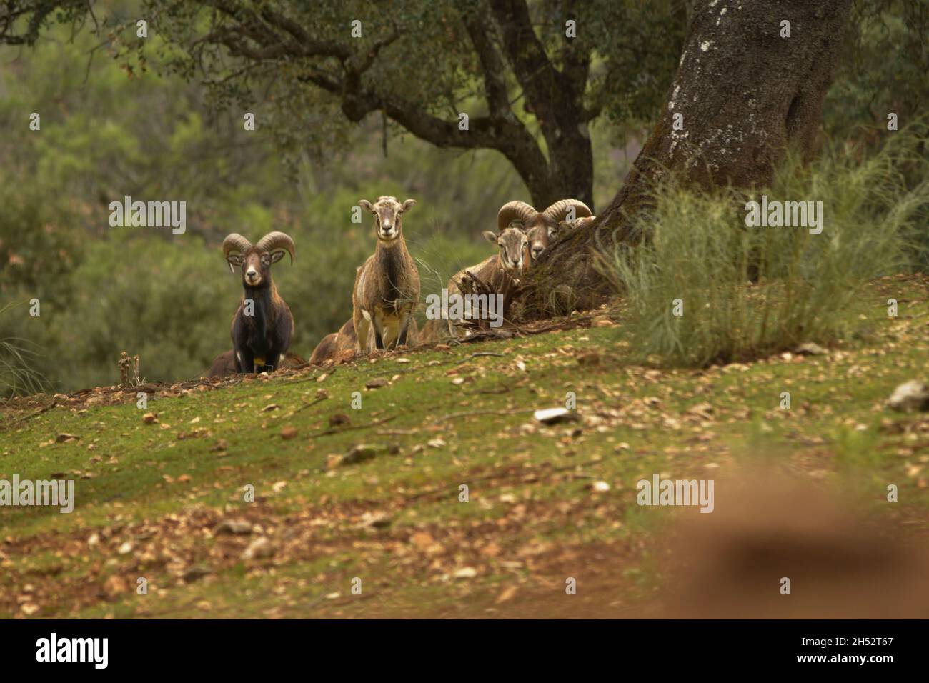 Wild mammalian animals in their natural environment Stock Photo - Alamy