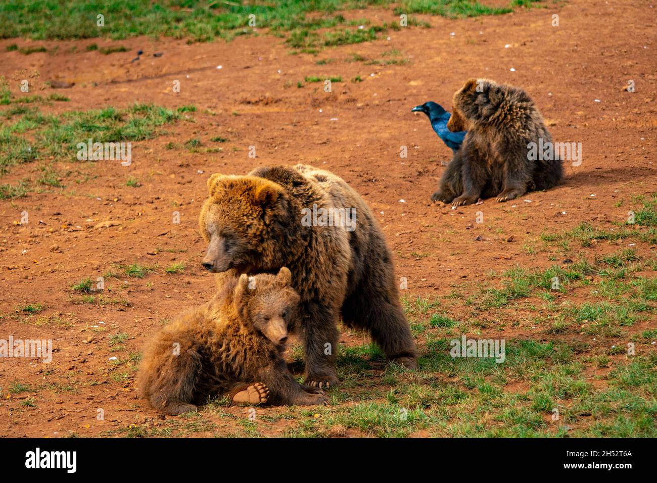 Wild mammalian animals in their natural environment Stock Photo - Alamy