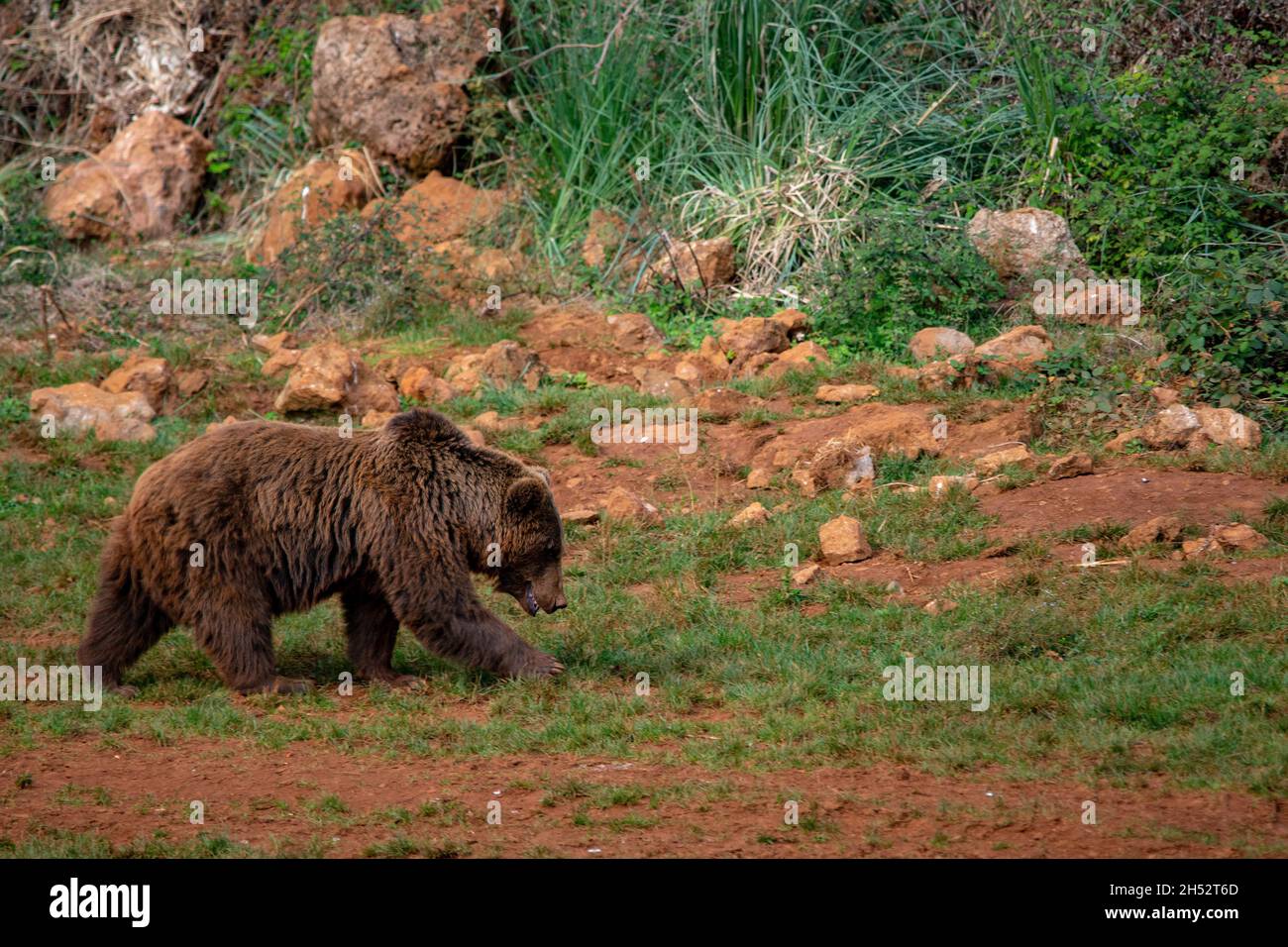 Wild mammalian animals in their natural environment Stock Photo - Alamy
