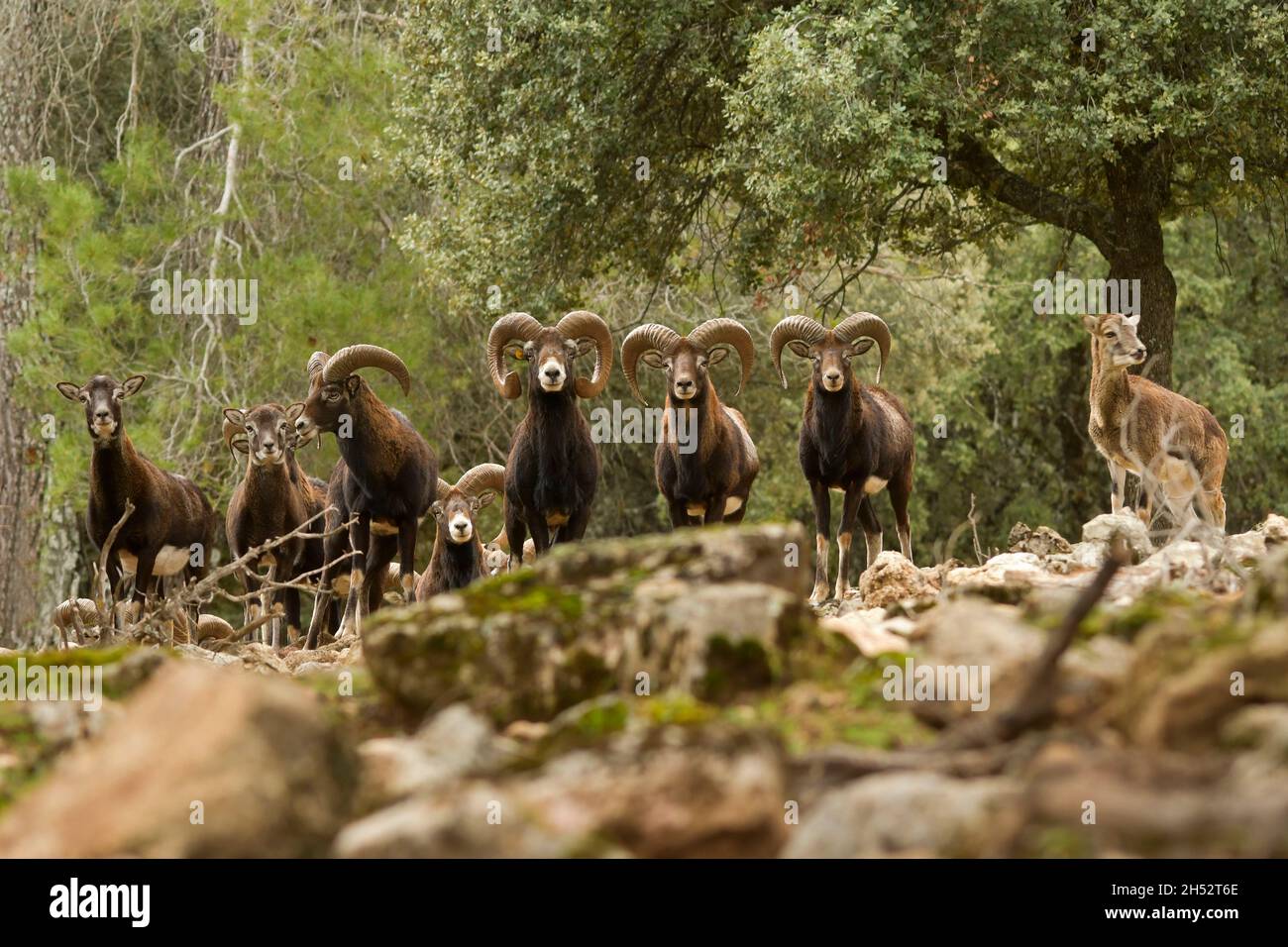 Wild mammalian animals in their natural environment Stock Photo - Alamy