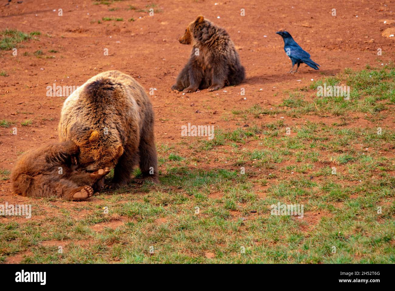 Wild mammalian animals in their natural environment Stock Photo - Alamy