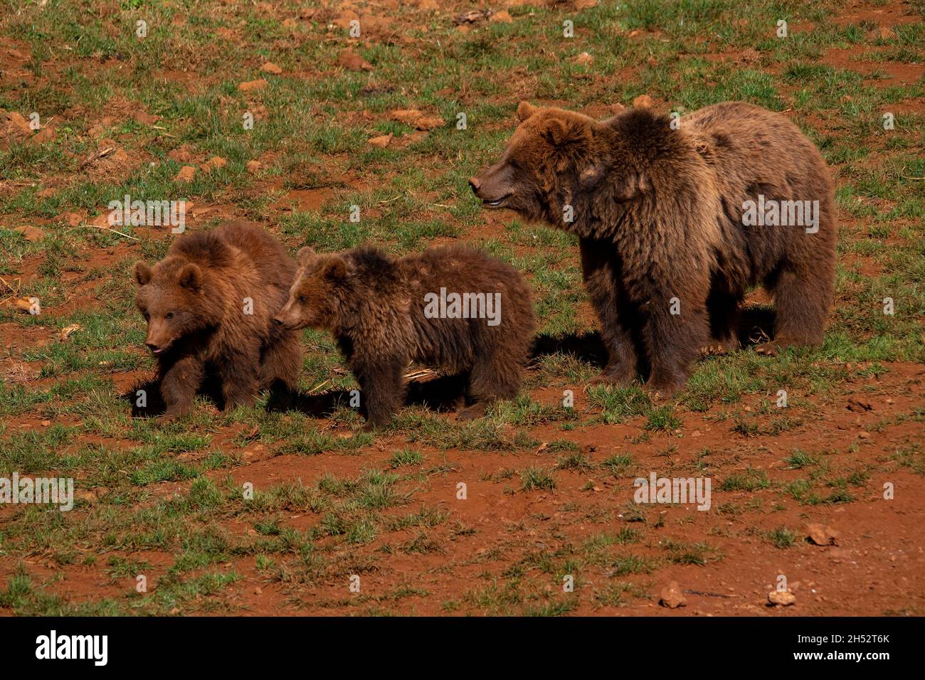 Wild mammalian animals in their natural environment Stock Photo - Alamy