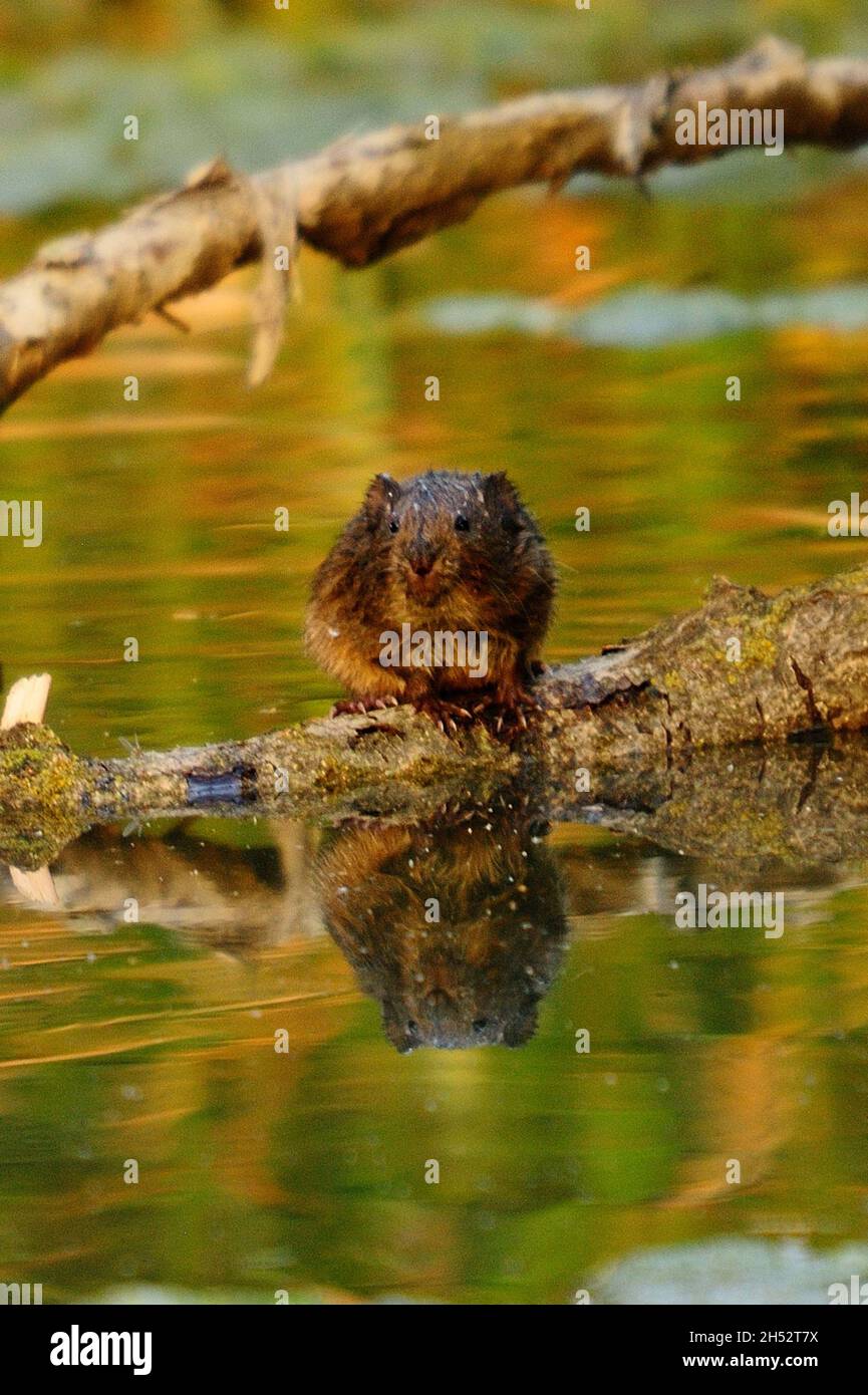 Opportunist, animal hi-res stock photography and images - Alamy
