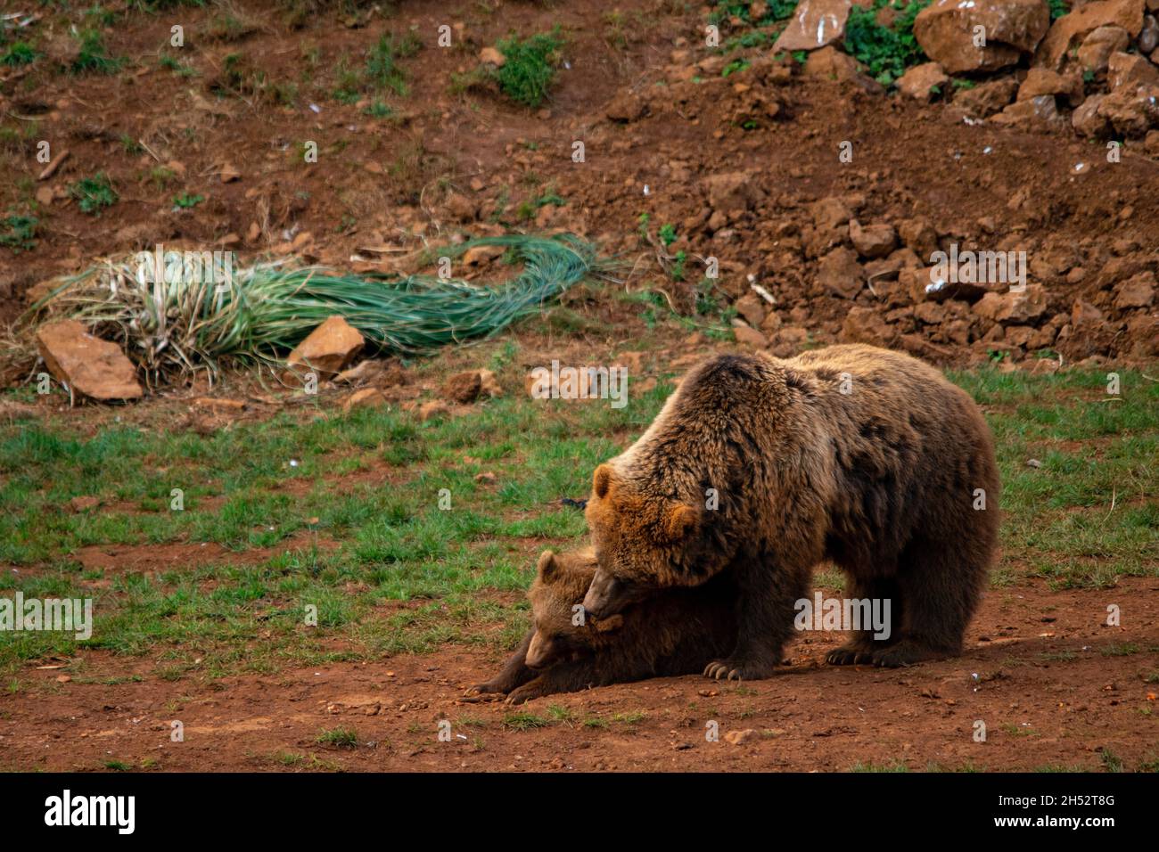 Wild mammalian animals in their natural environment Stock Photo - Alamy