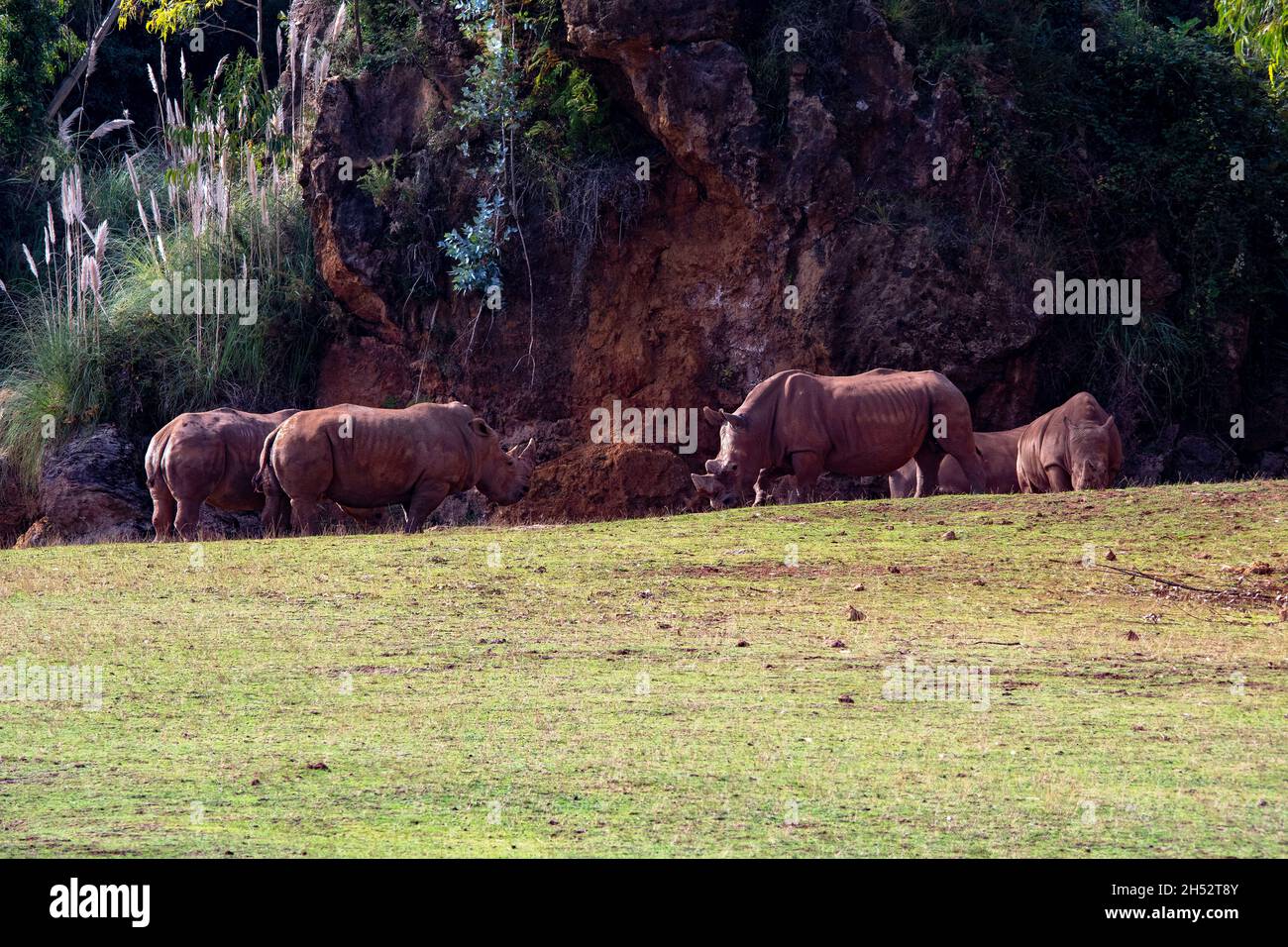 Wild mammalian animals in their natural environment Stock Photo - Alamy