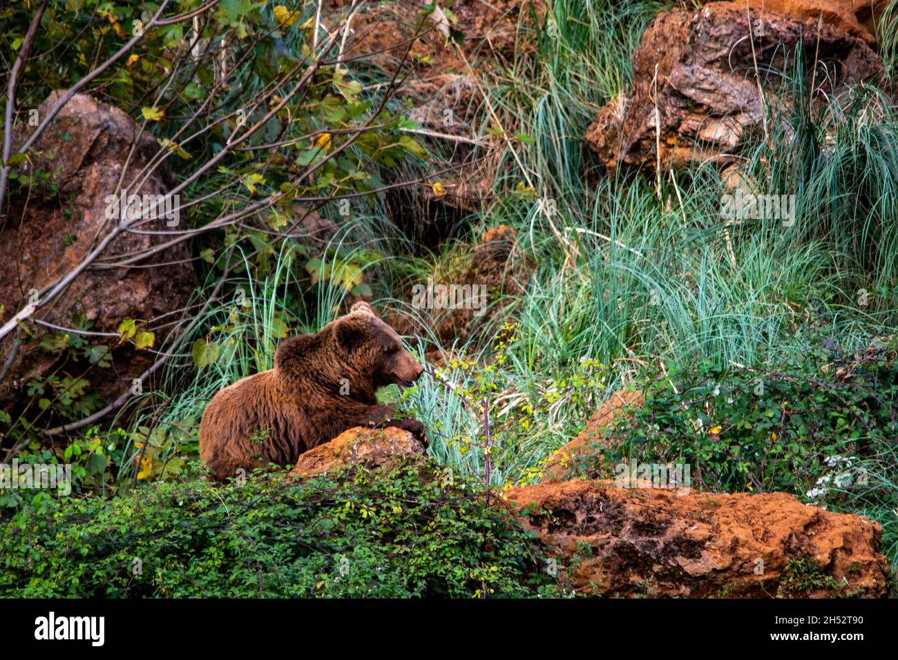 Wild mammalian animals in their natural environment Stock Photo - Alamy