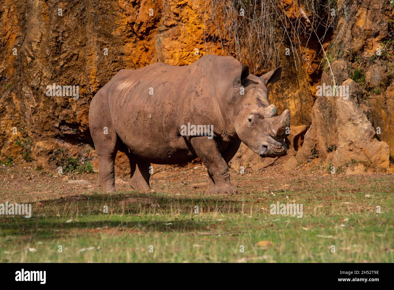 Wild mammalian animals in their natural environment Stock Photo - Alamy