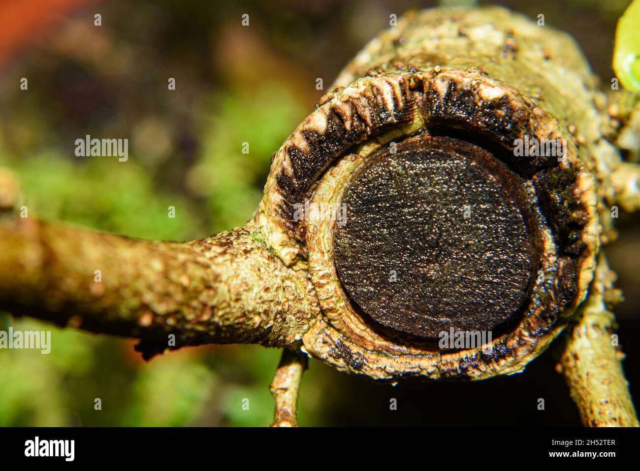 Cross section of a stem hi-res stock photography and images - Alamy