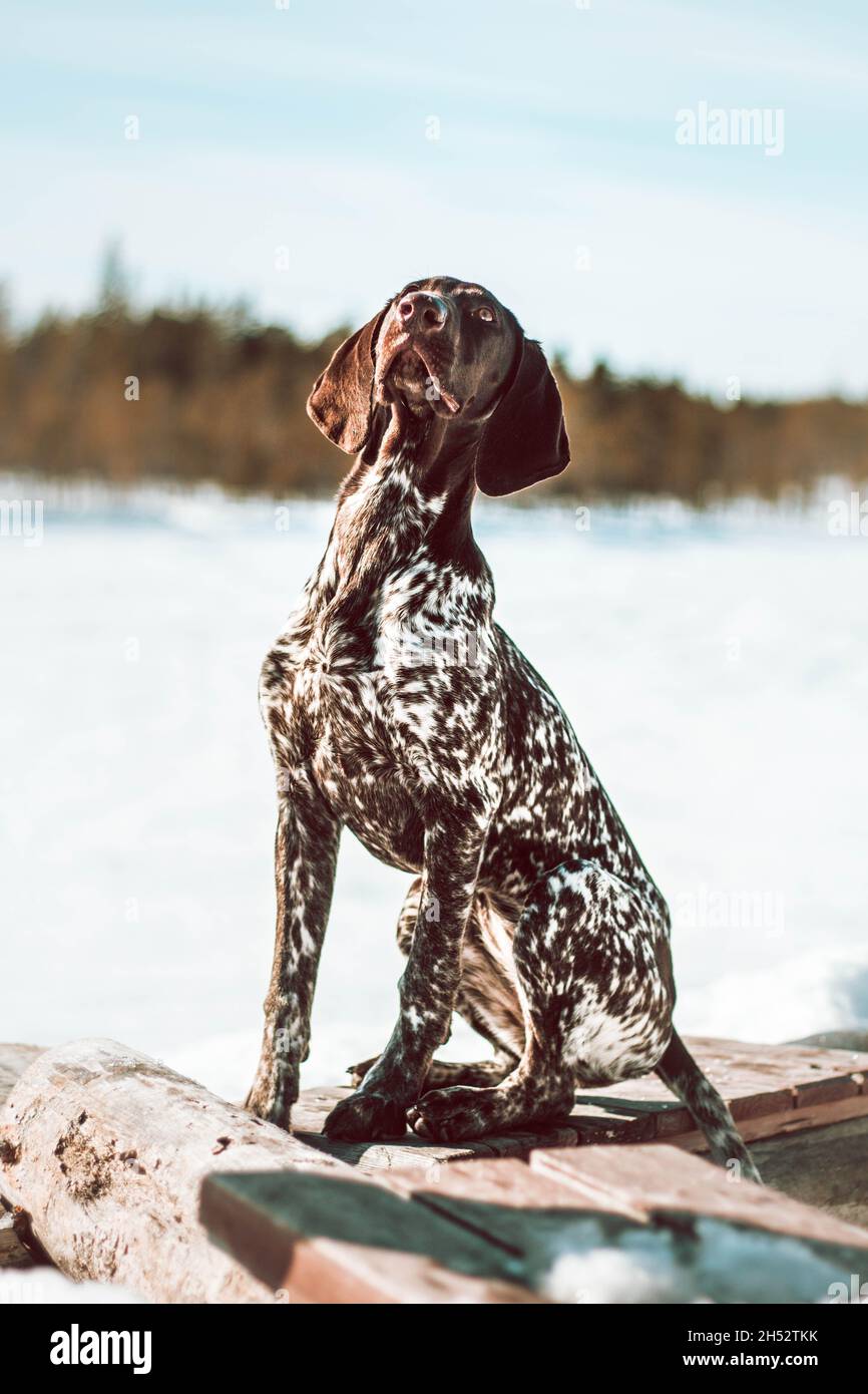 german short haired pointer poses in front of snowy background Stock ...