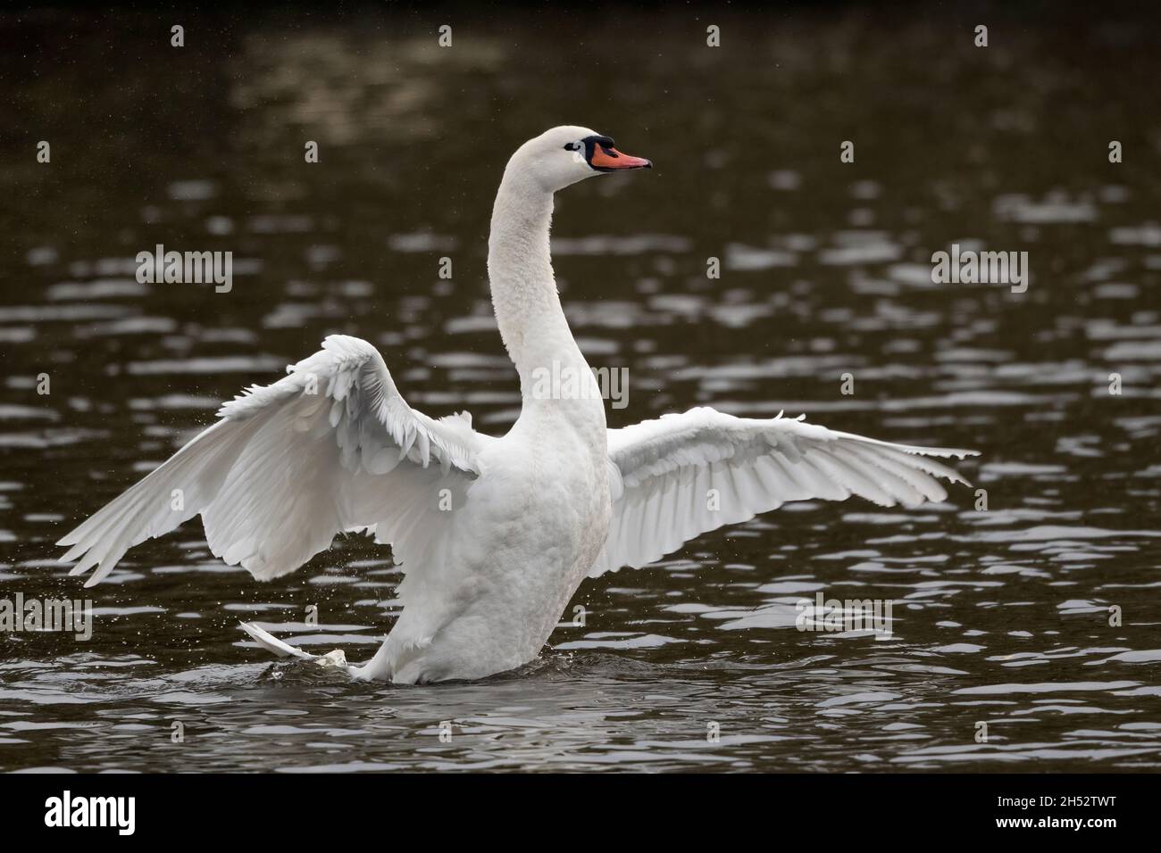 Swan fantastic wings hi-res stock photography and images - Alamy