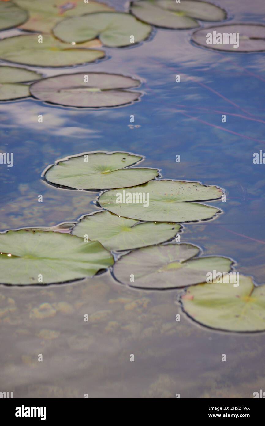 Giant lily pads floating on the surface of the local lily pond Stock ...