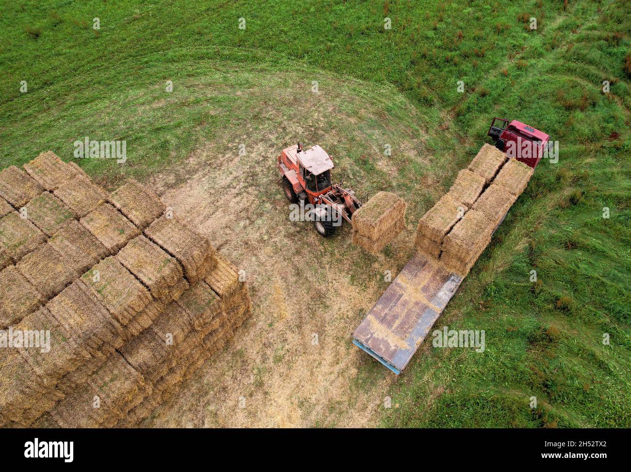 Farmer unloading round bales of straw from Hay Trailer with a front end ...